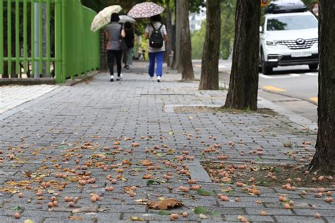 오늘의 날씨 대구·경북14일 목가끔 비 낮 최고 27도 파이낸셜뉴스