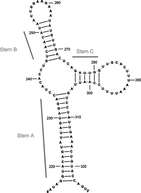 Evidence Of A Novel RNA Secondary Structurein The Coding Region Of HIV 1 Pol Gene