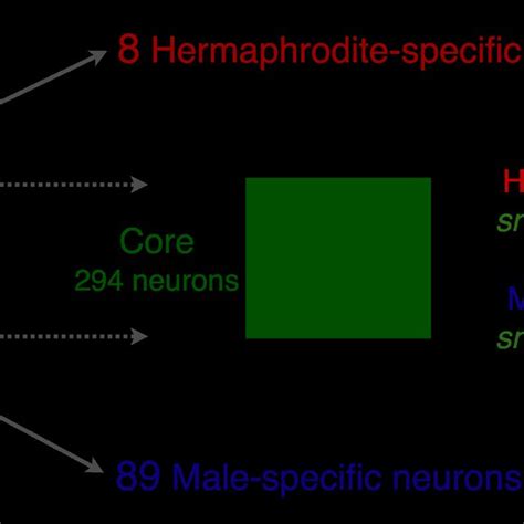 6 The C Elegans Olfactory Neural Circuit Is A Part Of The Core Download Scientific Diagram