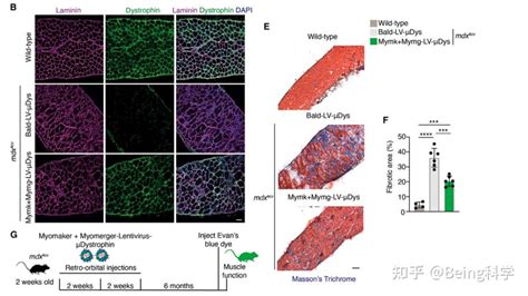 Cell：利用天然细胞融合蛋白，创造出新型基因治疗递送载体，可特异性靶向骨骼肌 知乎
