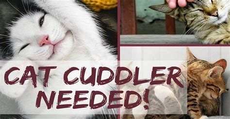 Looking For A New Job This Vet Clinic Is Seeking A Professional ‘cat Cuddler We Love Cats