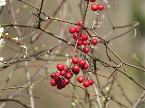 Premium Photo Red Berries Growing On Tree