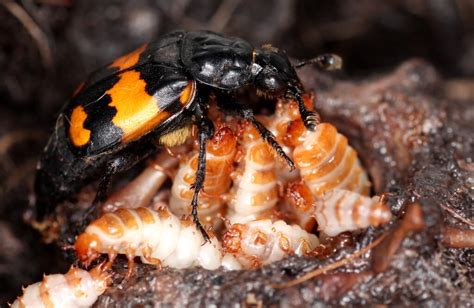 Burrowing Beetle Beetles That Receive Less Care As Larvae May Become