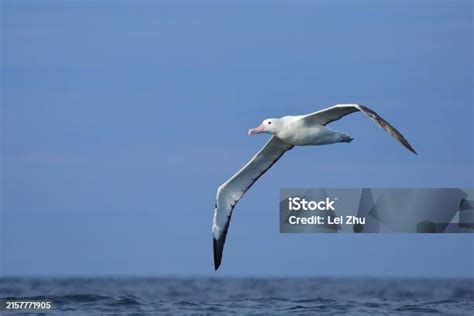 뉴질랜드 남섬 오타고 반도 타이아로아 헤드 큰알바트로스에 대한 스톡 사진 및 기타 이미지 Istock