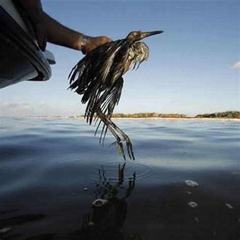 What Is The Impact Of Oil Spill On Birds Diy Seattle