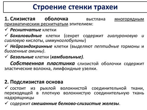 Анатомия верхних и нижних дыхательных путей презентация онлайн