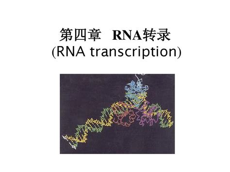 药学分子生物学 第四章word文档在线阅读与下载免费文档
