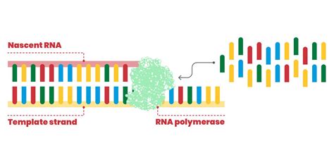 Rna Polymerase The Sars Cov 2 “sloppy Photocopier” Gsd A Group Of