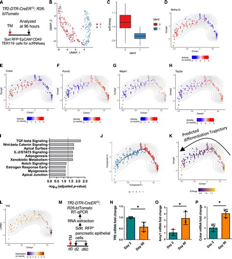 Tff2 Defines Transit Amplifying Pancreatic Acinar Progenitors That Lack