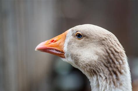 Retrato De Cabeza De Pato De Primer Plano Foto Premium