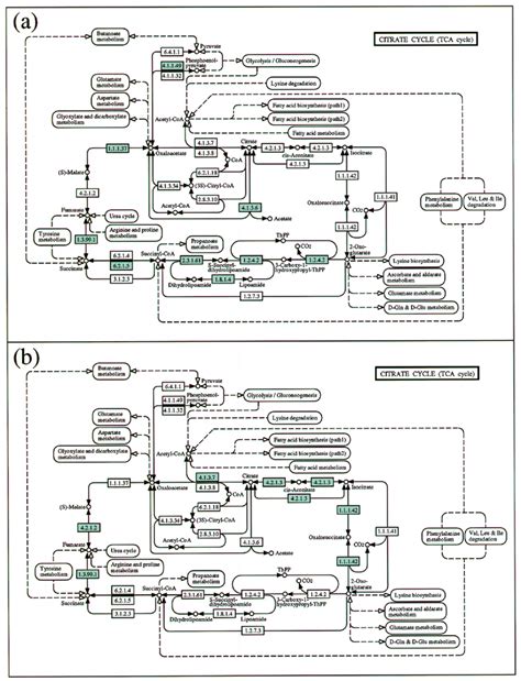 The Kegg Pathway Map Of Citrate Tca Cycle For A Haemophilus