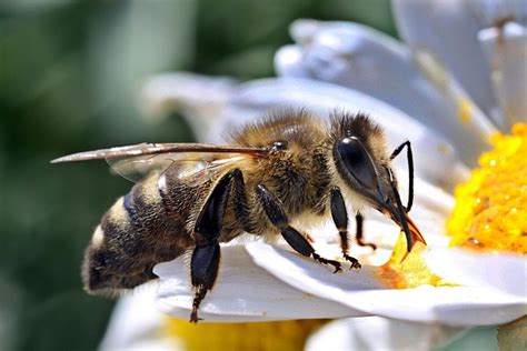 Biene Makro Nahaufnahme Kostenloses Foto Auf Pixabay Pixabay