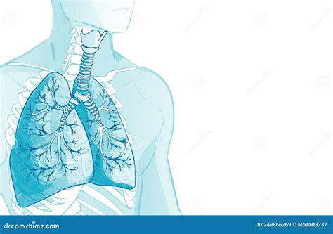 3d Vector Of The Human Respiratory System Lungs Alveoli Inside