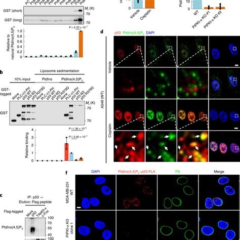 Identification Of Acidic Phospholipid Binding Proteins A Download Scientific Diagram