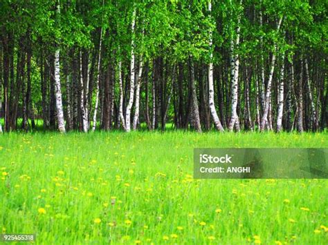 화창한 날 신선한 채소 초 봄에 나무숲 젊은 녹색 햇빛에 나뭇잎 아름 다운 자작나무 숲 맑은 풍경입니다 피 민들레 초원 태양 열 분야 0명에 대한 스톡 사진 및 기타 이미지