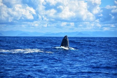 Dia Mundial Da Fotografia Relembre Passeio Baleia Jubarte No ES