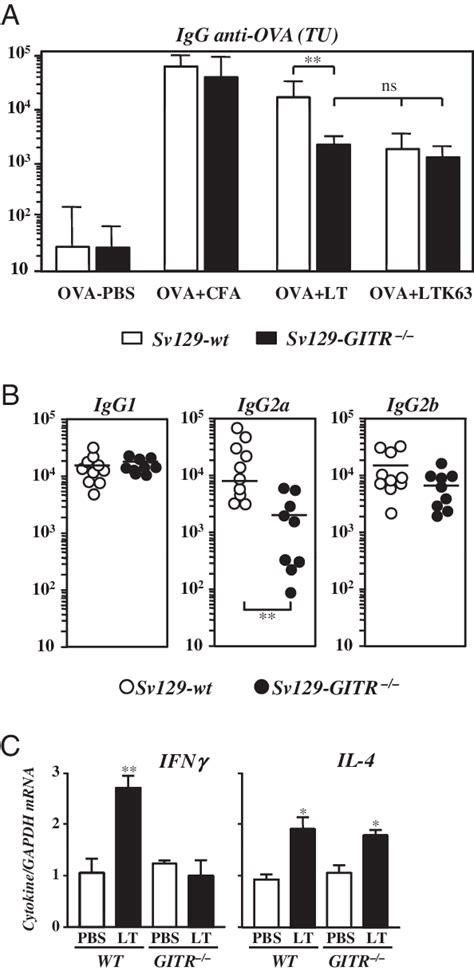 the expression of gitr in t cells modulates the systemic adjuvanticity