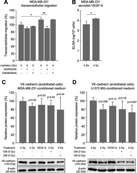 Ionizing Radiation Increases The Endothelial Permeability And The