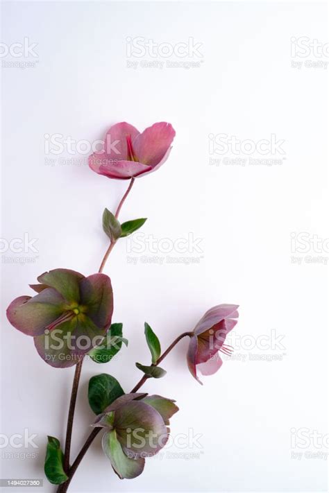 사순절 장미 Helleborus의 꽃을 밝은 배경에 클로즈업 꽃 카드 또는 벽지 섬세한 추상적인 꽃무늬 파스텔 배경 꽃잎의