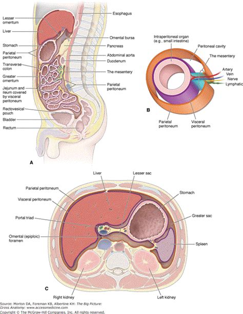 Chapter 8 Serous Membranes Of The Abdominal Cavity Basicmedical Key