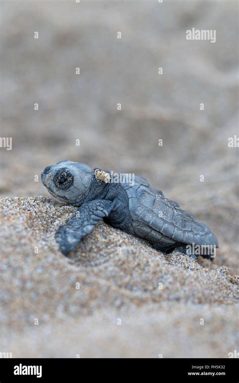 Baby Loggerhead Sea Turtle
