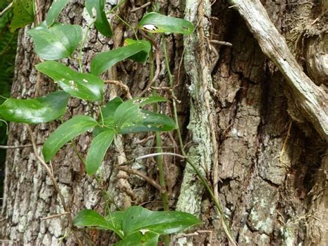 Vines Native To Central Florida Sharons Florida