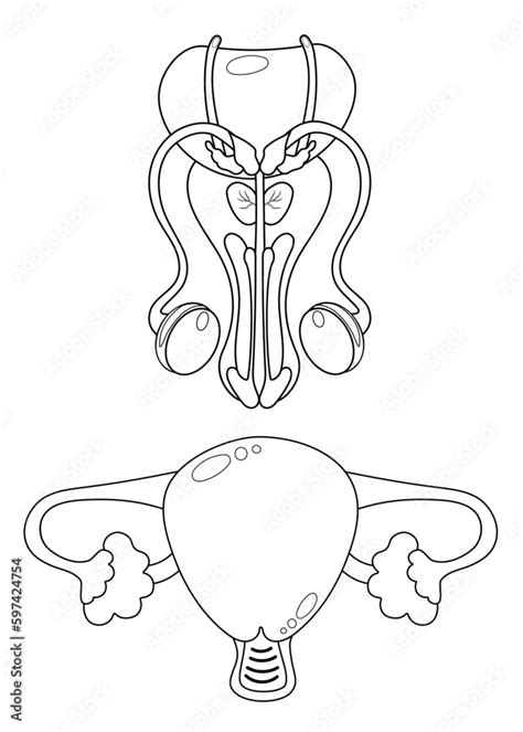 Reproductive Organs Female Uterus And Male Penis Linear Hand Drawing Vector Illustration