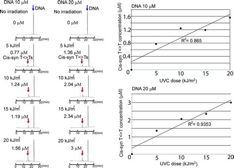 Results Of Hplc Analysis Of The Investigated Dna Samples Cis Syn Tt