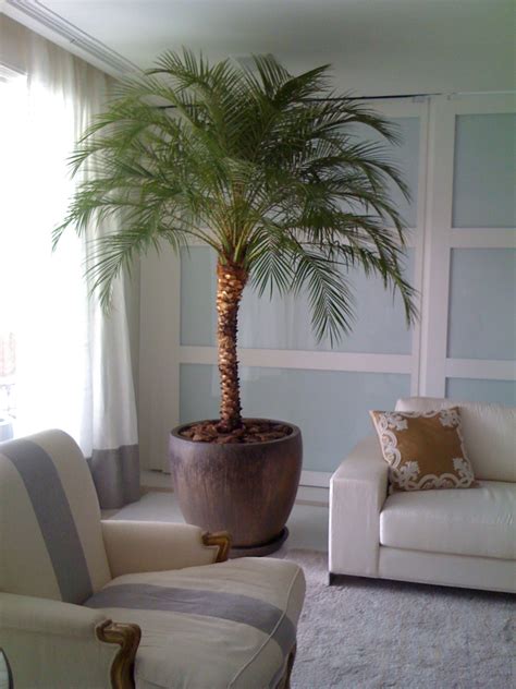 Tips And Trends Paisagismo Plantas Para Interiores