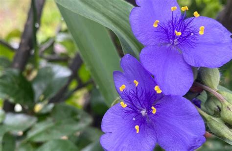 Flowerplant
