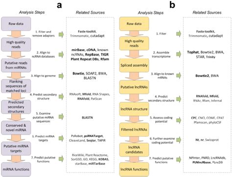 the general bioinformatics analysis processes of mirnas and lncrnas
