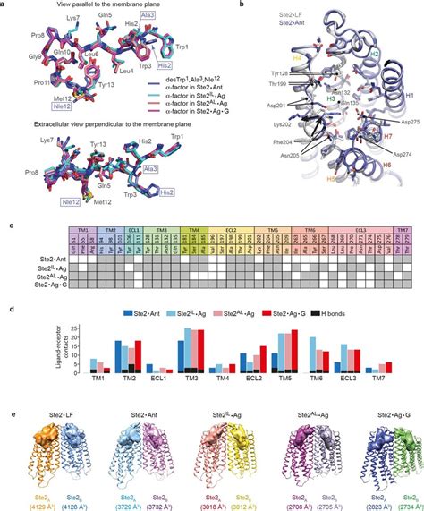 Ligand Structures And The Orthosteric Binding Pocket A Superposition