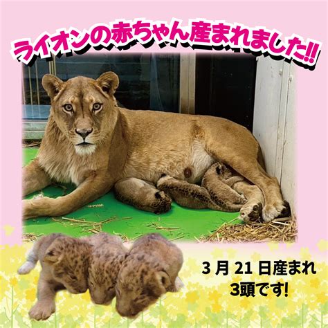 ライオンの赤ちゃんが産まれました！｜ノースサファリサッポロ