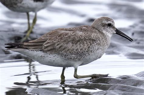オバシギコオバシギのいずれでしょうか 日本の野鳥識別図鑑