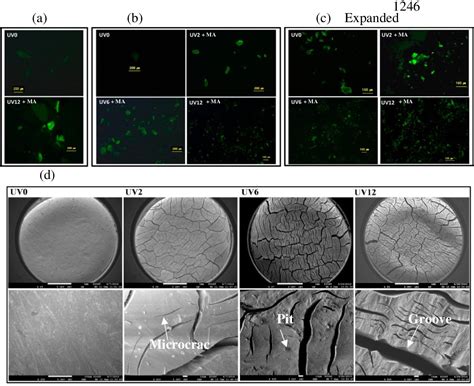 Figure 3 From Weathering Of Microplastics And Interaction With Other Coexisting Constituents In