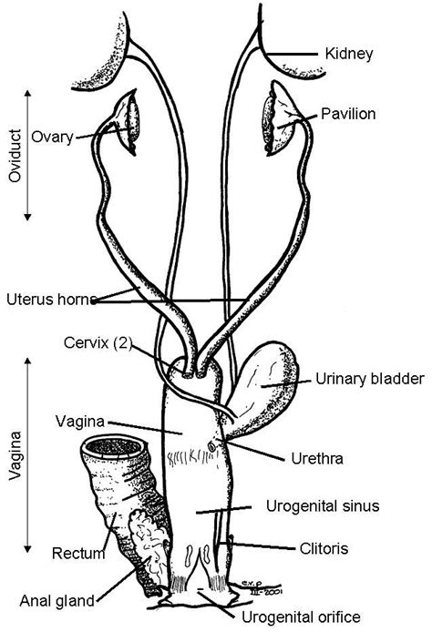 Diagram Of Male And Female Reproductive System Of Rabbit Mal