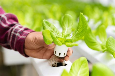 Hydroponics How It Works Benefits And How To Get Started