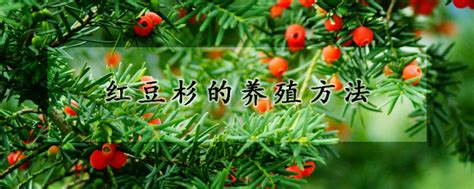 东北红豆杉与南方红豆杉有什么区别 —【发财农业网】