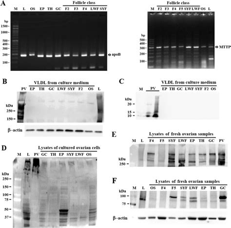 Ovarian Expression Of Functional Mttp And Apob For Vldl Assembly And Secretion In Chickens Pmc