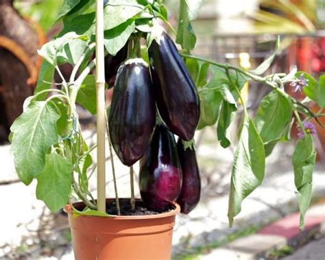 How To Grow Eggplant Gardening Fan