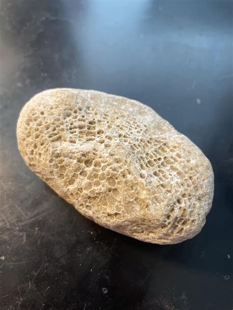 Fossil Identification Rfossils