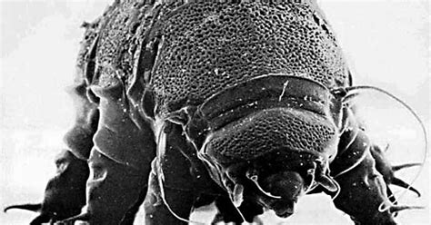 Behold The Water Bear Imgur