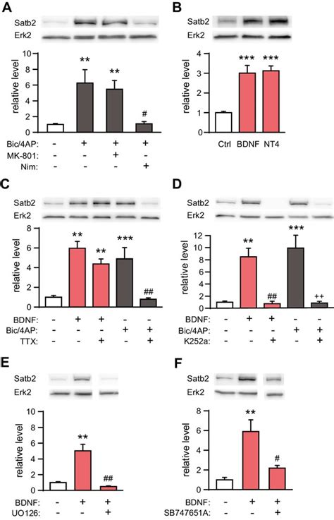 Satb2 Determines Mirna Expression And Long Term Memory In The Adult Central Nervous System Elife