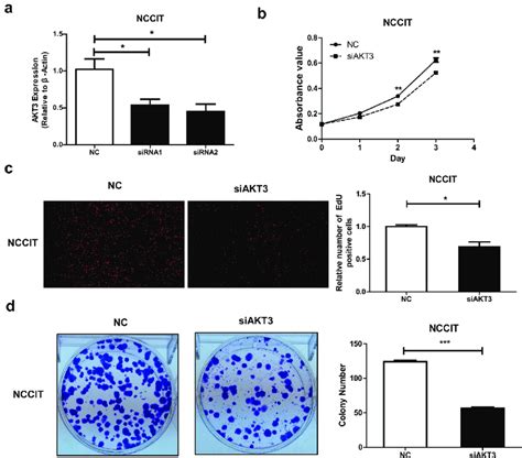 Effect Of Akt3 Silencing On Nccit Cells Biological Functions A The