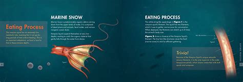 Vampire Squid On Behance