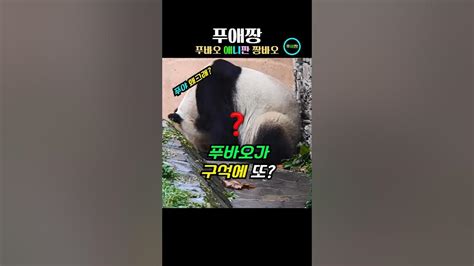 푸바오 방사장 구석 하수관에 또 앉네요 Youtube