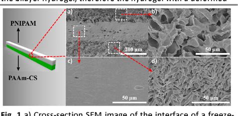 Figure 1 From Actuating And Memorizing Bilayer Hydrogels For A Self Deformed Shape Memory