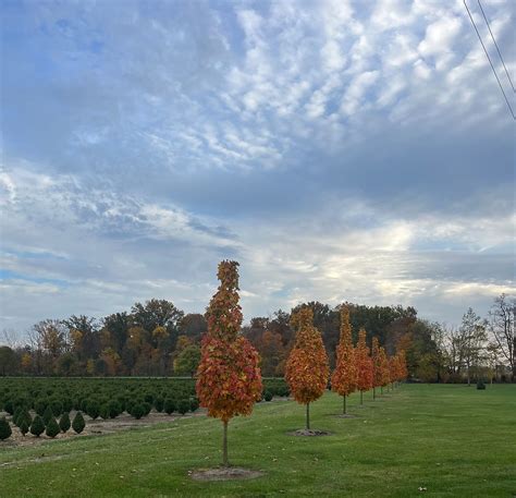 Acer Saccharum Barrett Cole Apollo Sugar Maple Oh