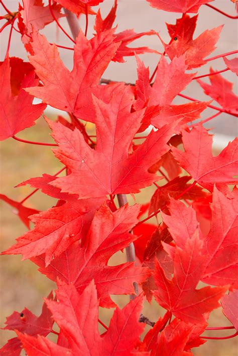 Scarlet Sentinel Maple Acer X Freemanii Scarlet Sentinel In Toronto