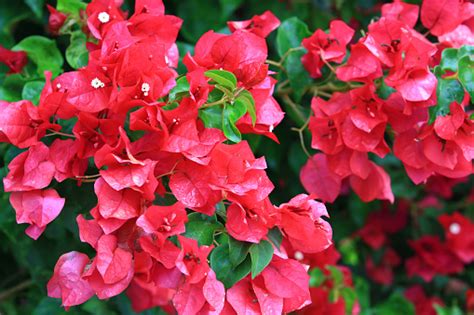 ดอกเฟื่องดอกสีแดงที่สวยงามพร้อมกิ่งและใบไม้บานดอกเฟื่องหลินโม่สีแดงโคลส